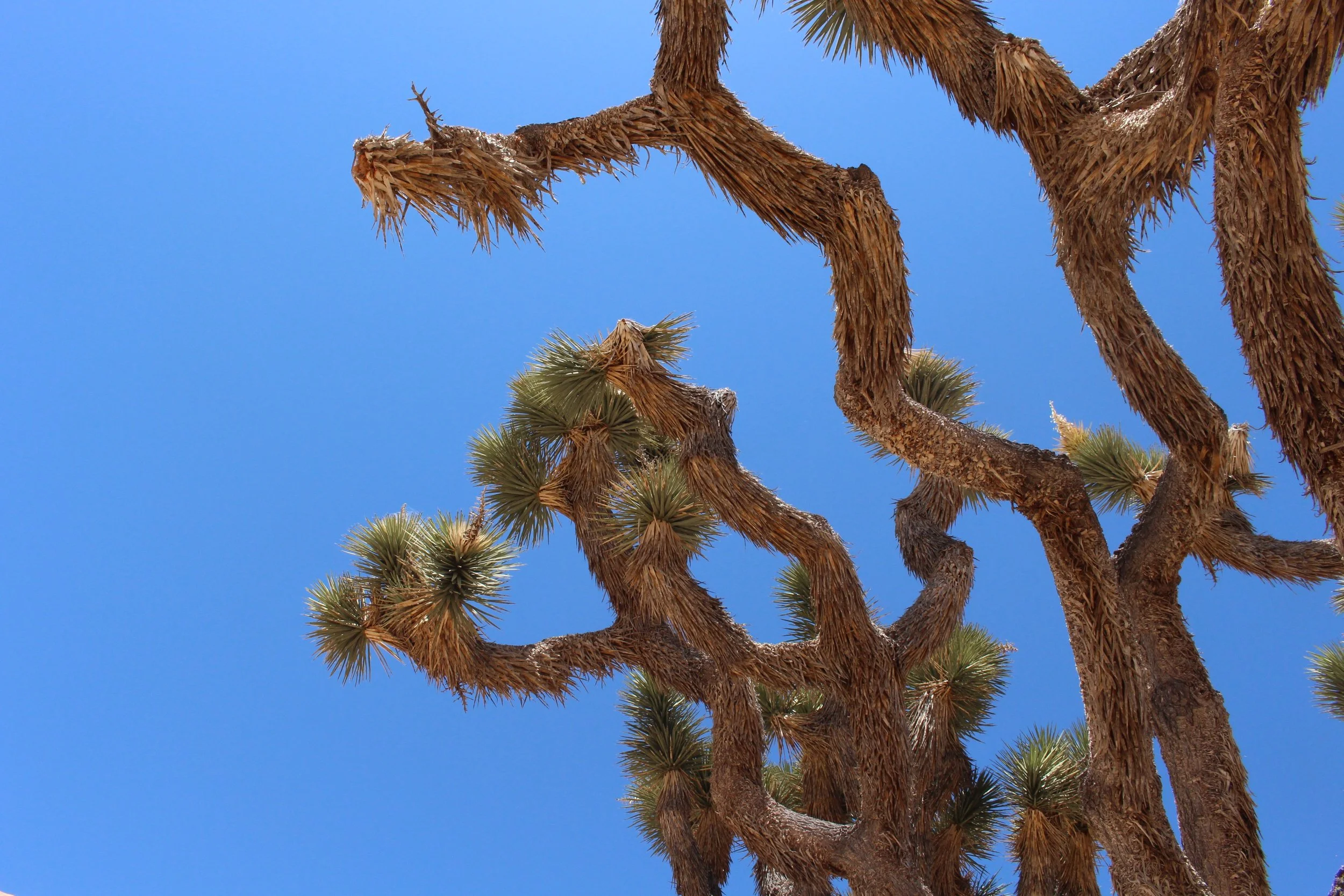 About — Jennifer Solorio