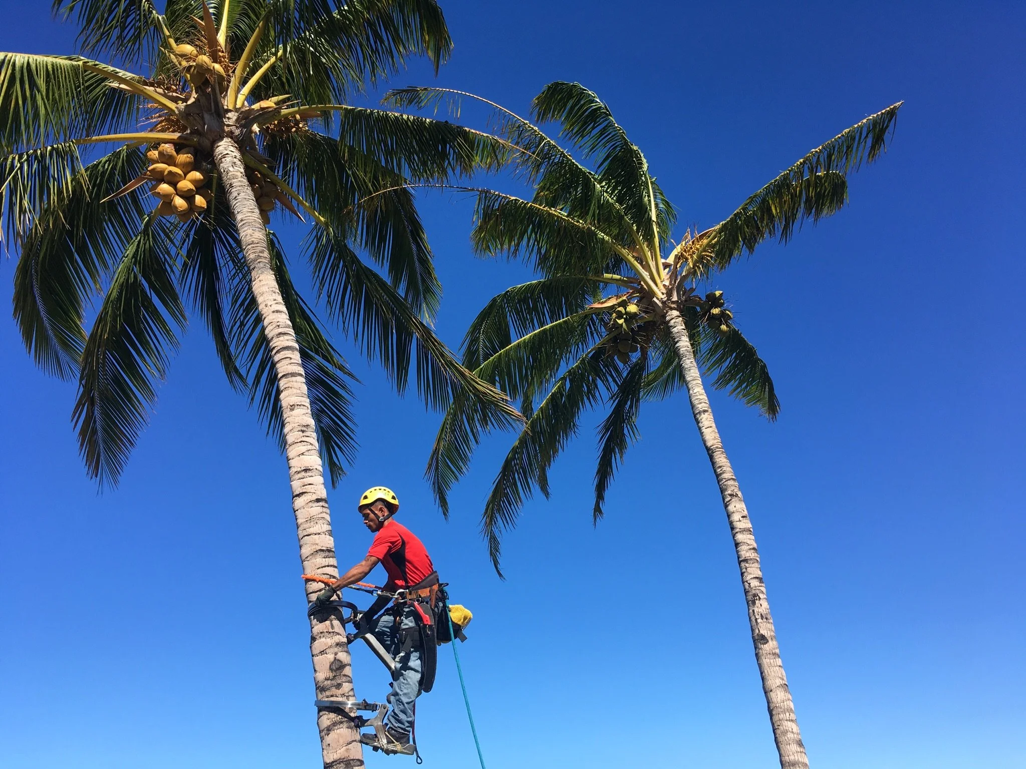 Join Our Team — Tropical Tree Care