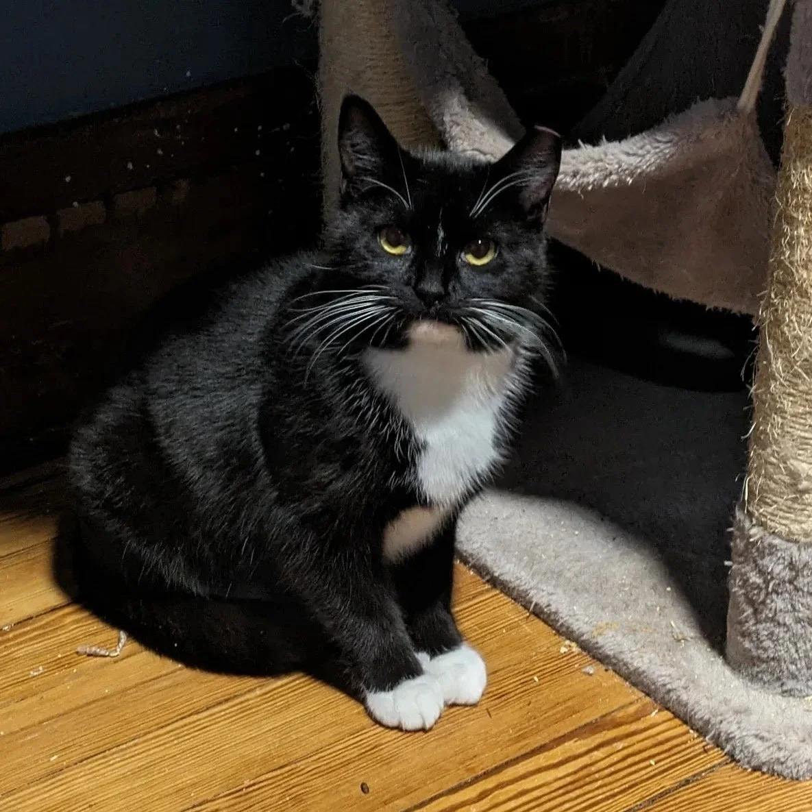 Adopt — Full Hearts Cat Rescue