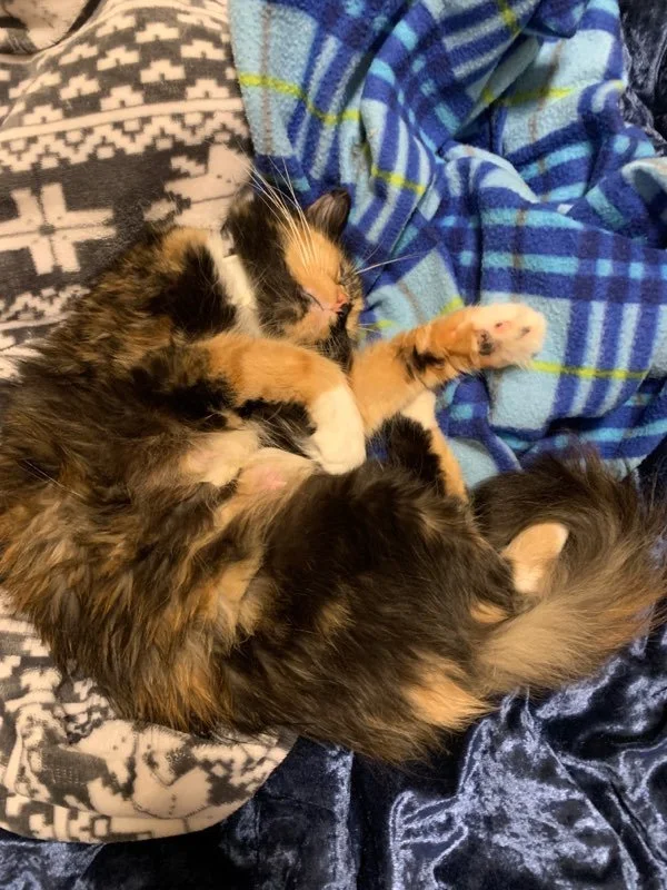 Full Hearts Cat Rescue