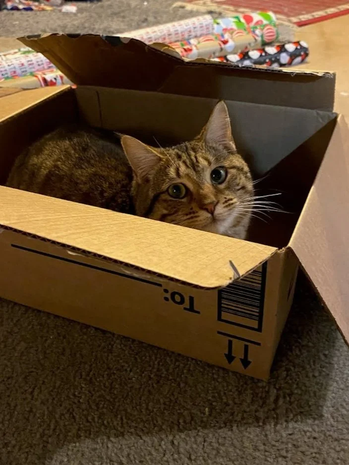 Adopt — Full Hearts Cat Rescue