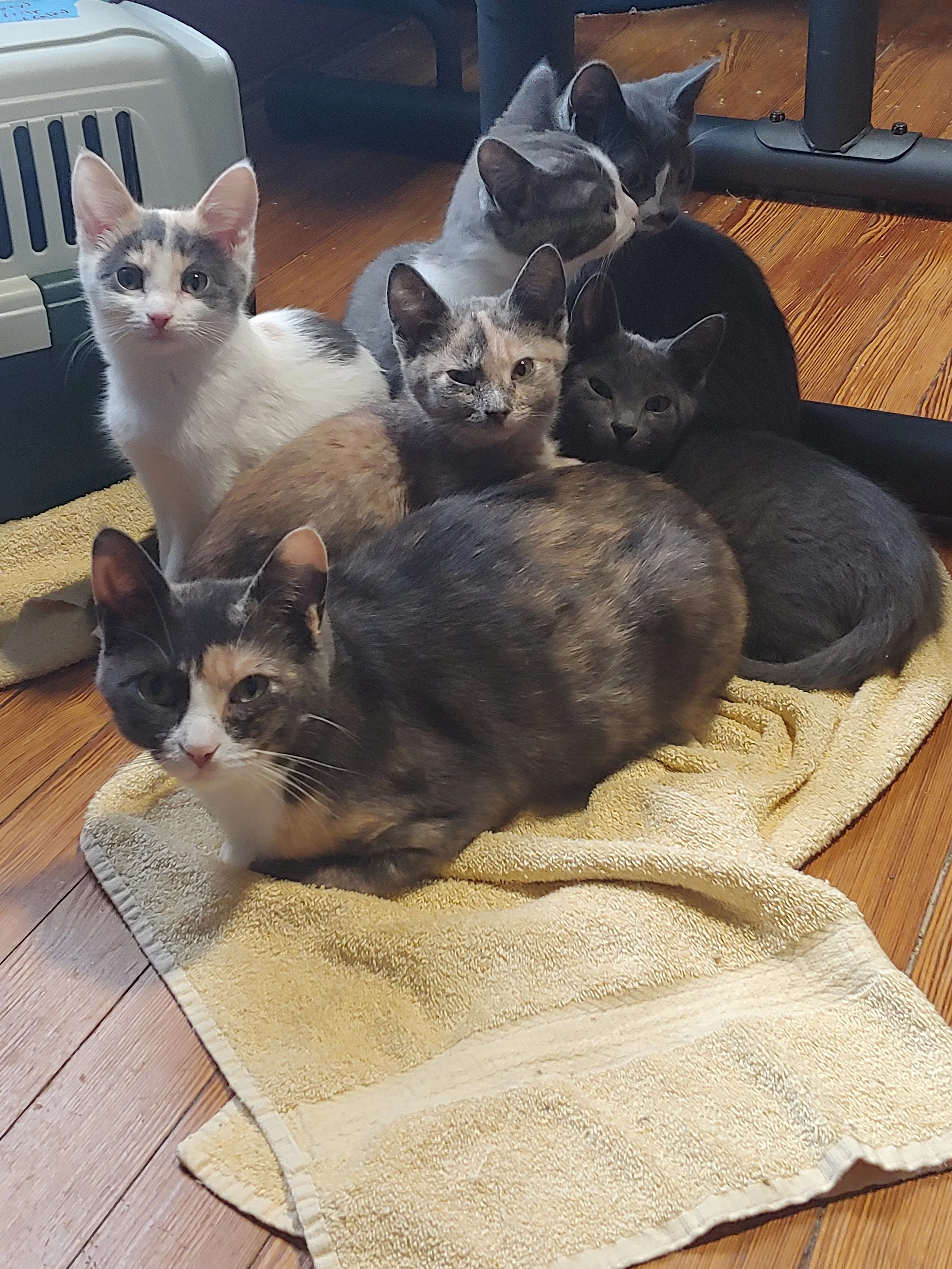 Full Hearts Cat Rescue