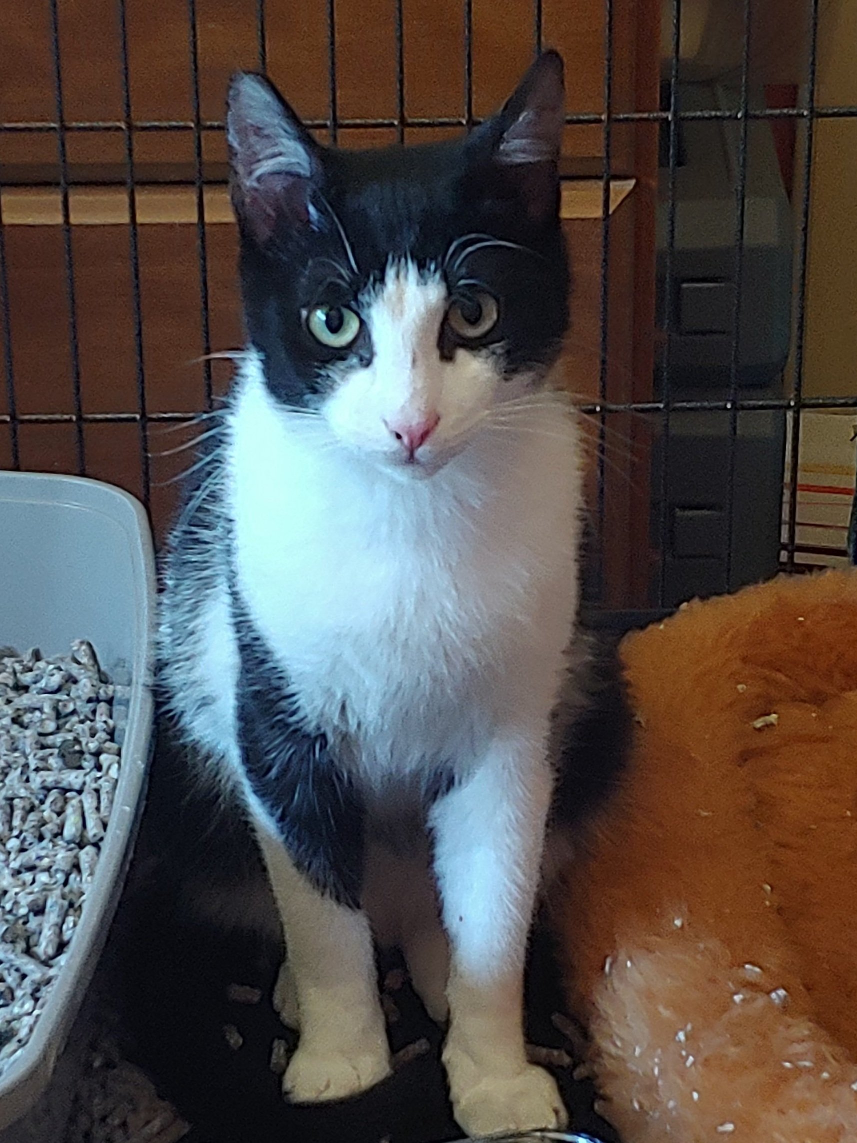 Adopt — Full Hearts Cat Rescue