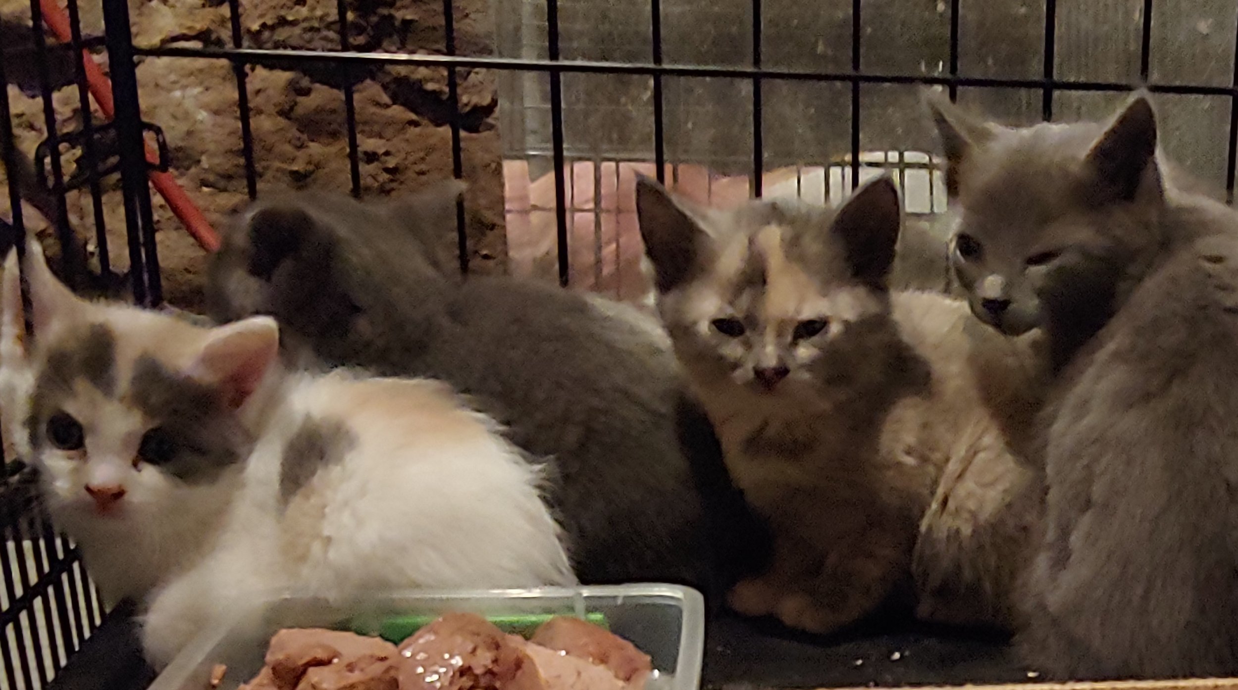 Full Hearts Cat Rescue Rochester, NY