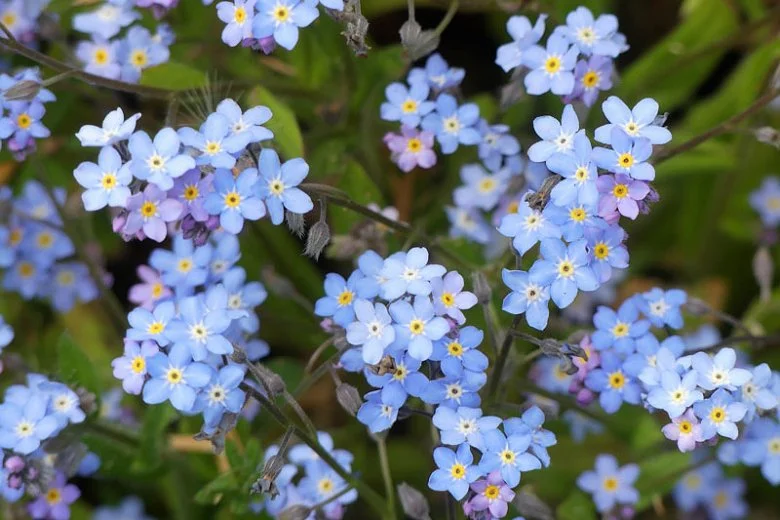 Forget-Me-Not Flower Seeds — The Garden Singer