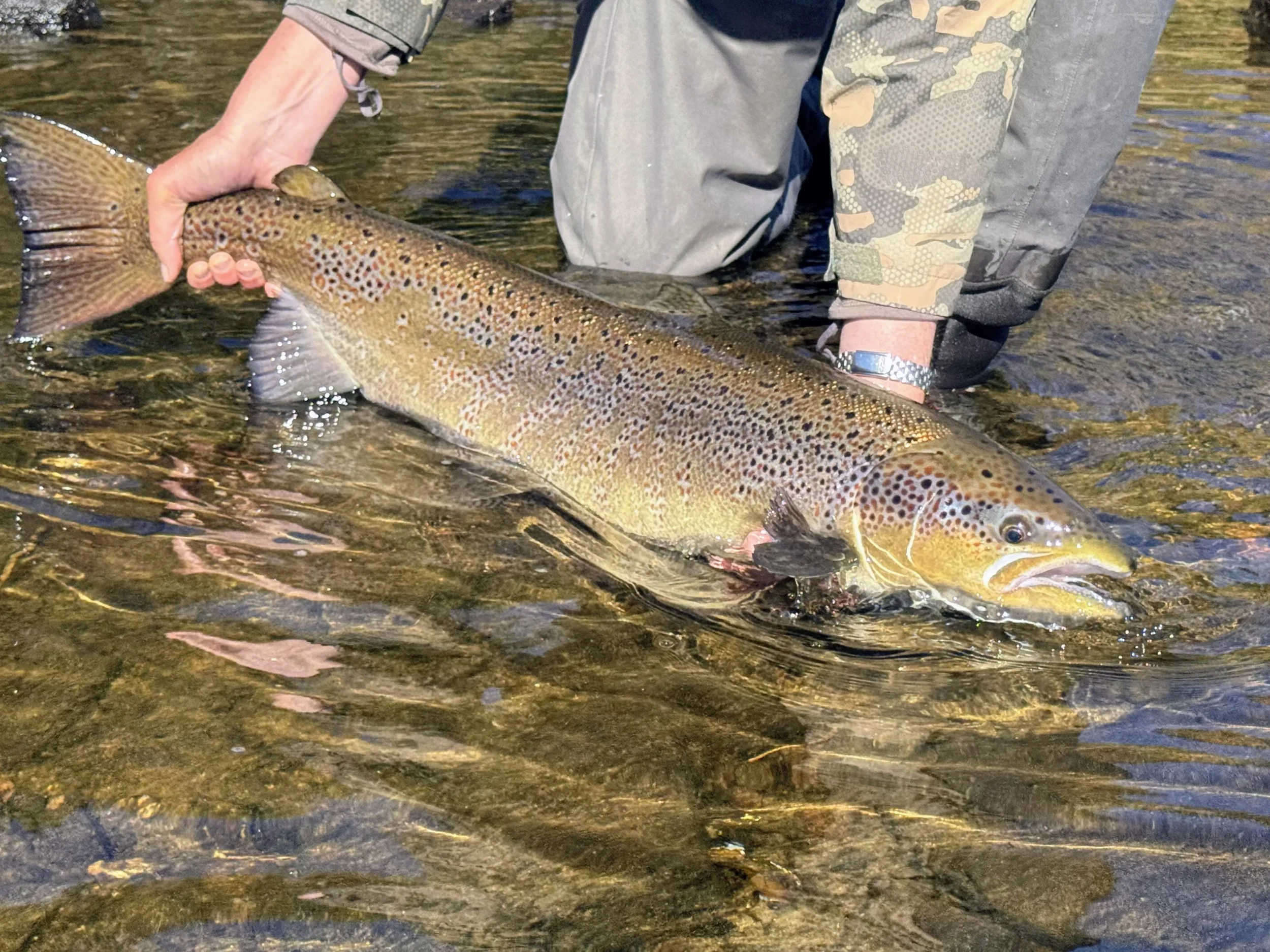 Country Haven Miramichi River Wild Atlantic Salmon World Class Fly Fishing
