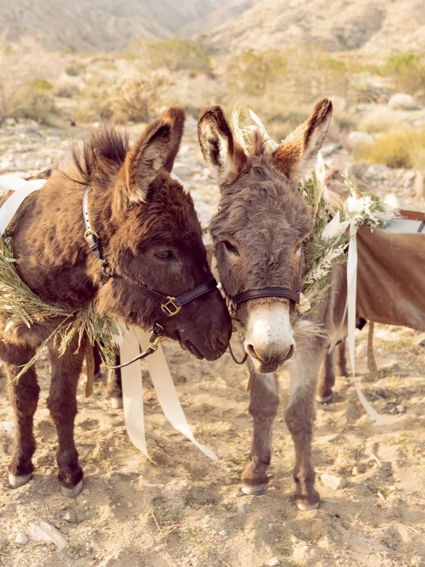 Beer Burros & Brands