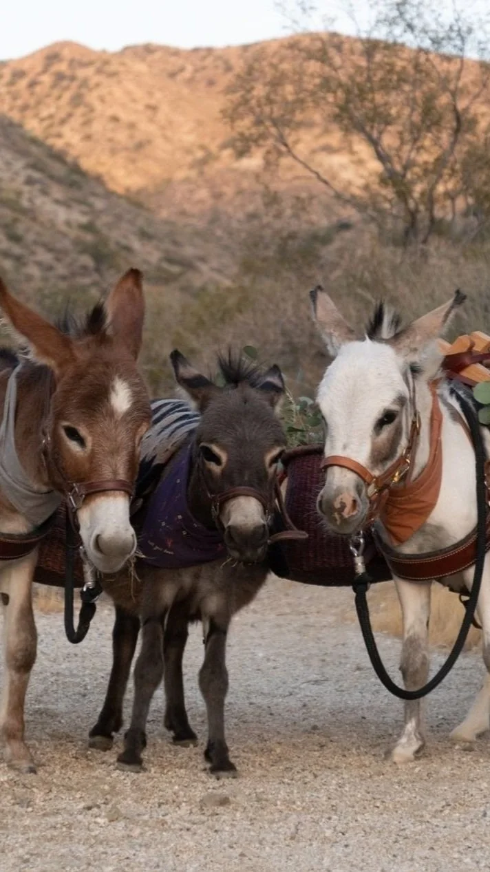 Event Burros — Beer Burros & Brands