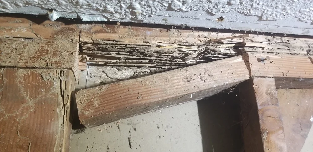 Signs of Termite Damage in a Home — Clover Valley Home Service