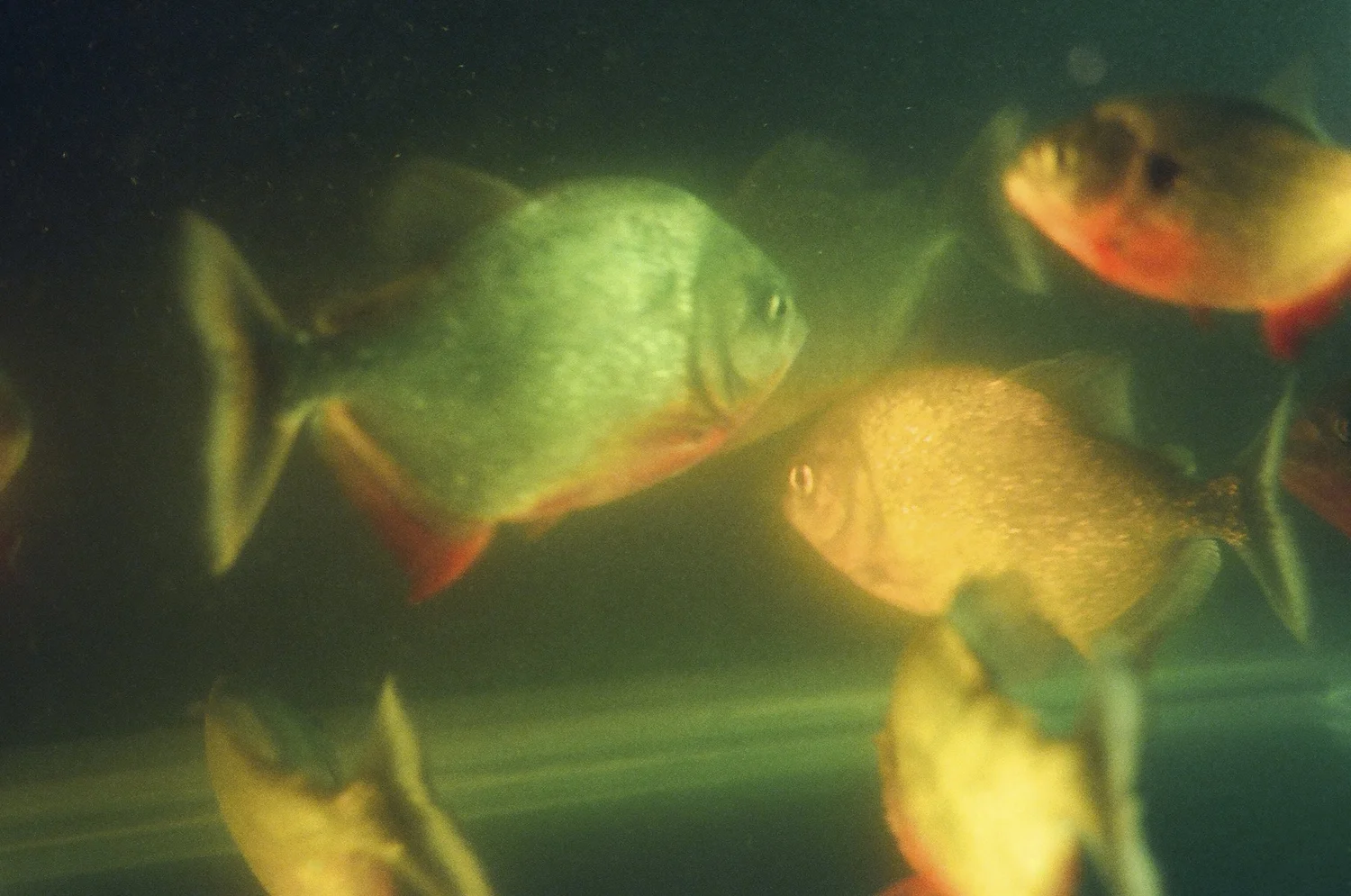 "MEXICAN PIRANNAS" — DEXTER NAVY