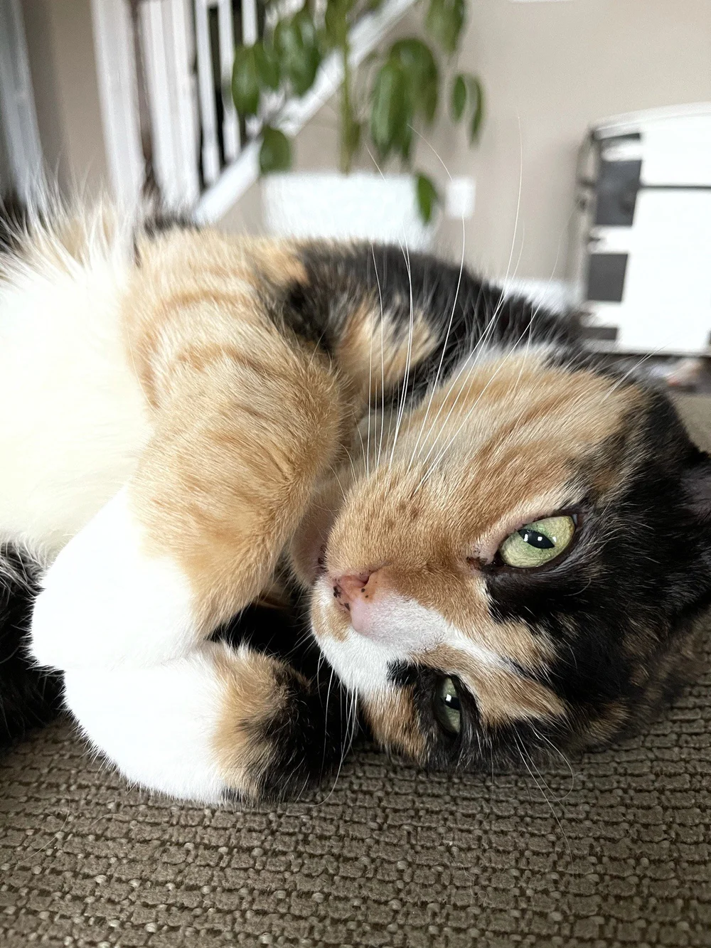 Trap Neuter Return (TNR) | Support Feral Cats Today — Stray Cat Blues Inc