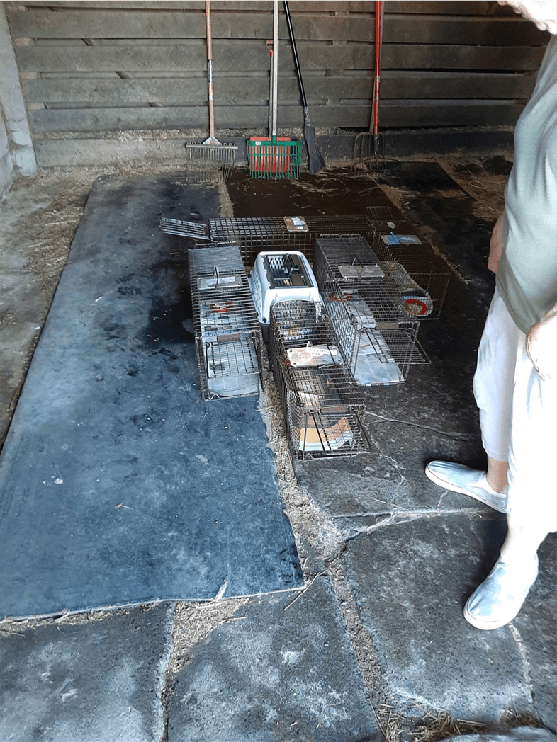 Trap Neuter Return (TNR) | Support Feral Cats Today — Stray Cat Blues Inc