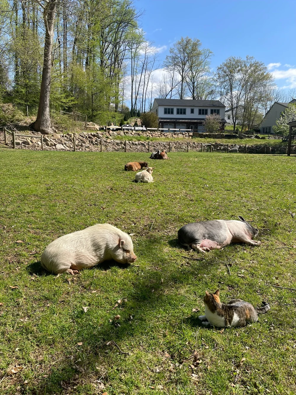 Barn Cat Facility | Adopt Effective Rodent Control Today — Stray Cat ...