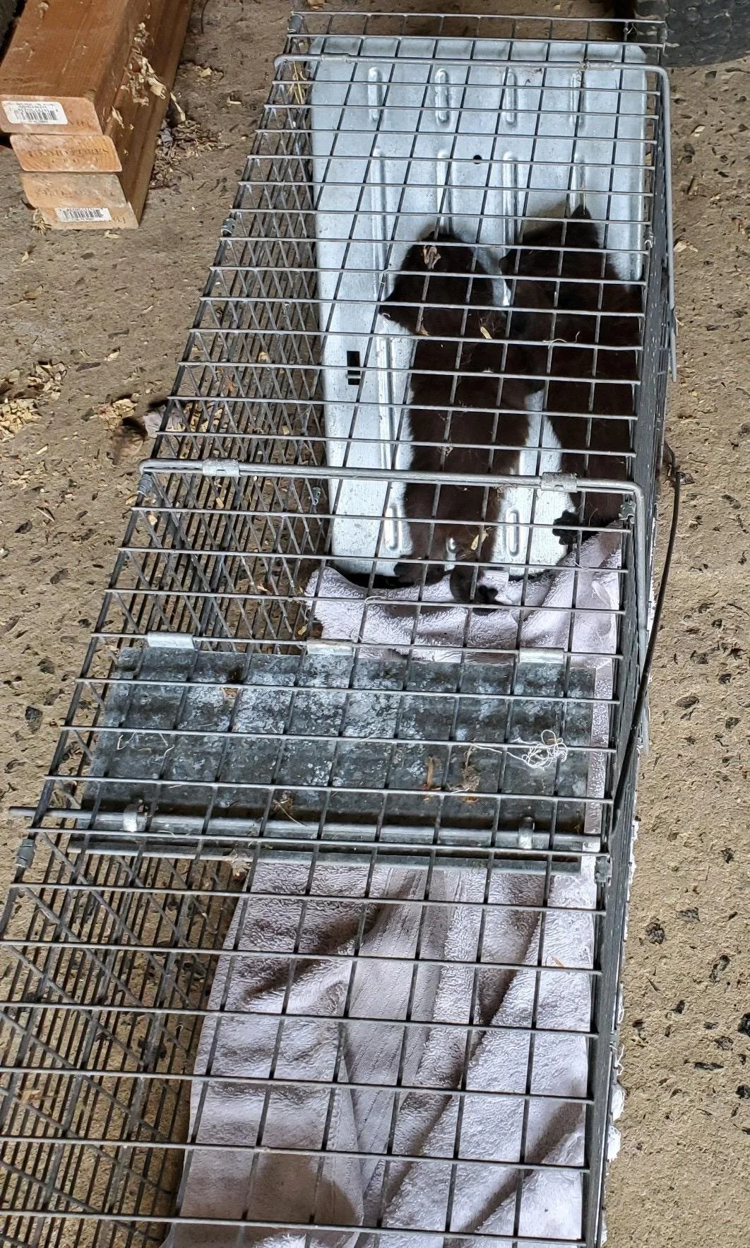 Trap Neuter Return (TNR) | Support Feral Cats Today — Stray Cat Blues Inc