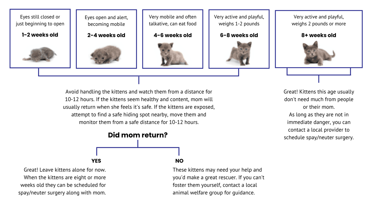 Found a Cat | Help Rehome & Rescue Now — Stray Cat Blues Inc