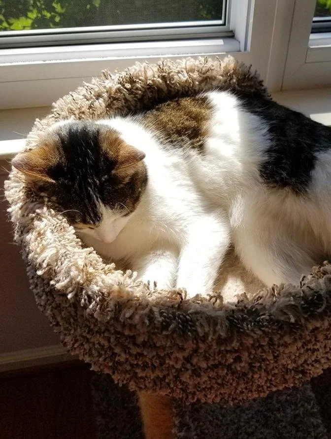 Who We Are — Stray Cat Blues Inc