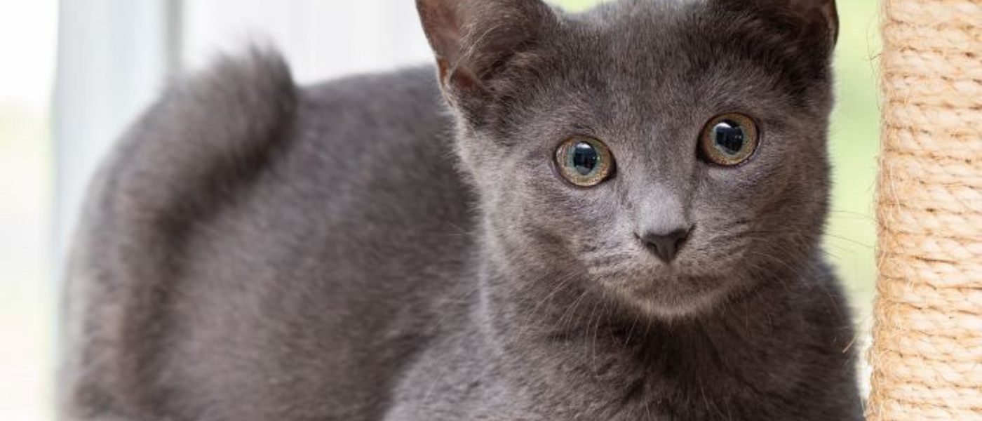 Barn Cat Facility | Adopt Effective Rodent Control Today — Stray Cat ...