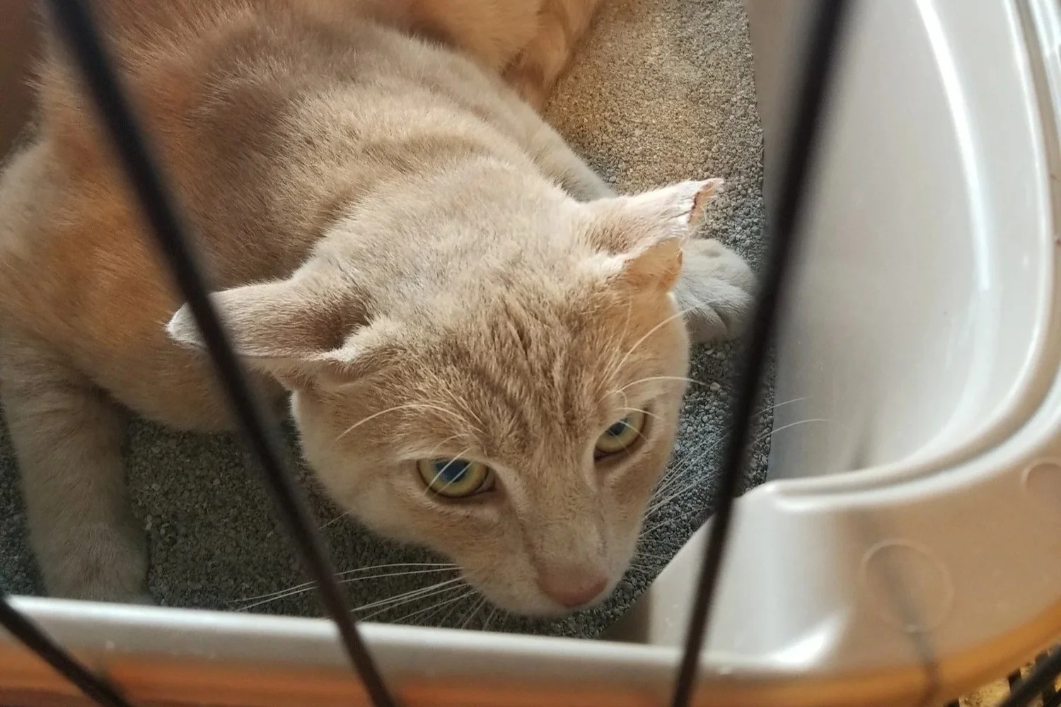 It's worth the wait - Morris's story — Stray Cat Blues Inc