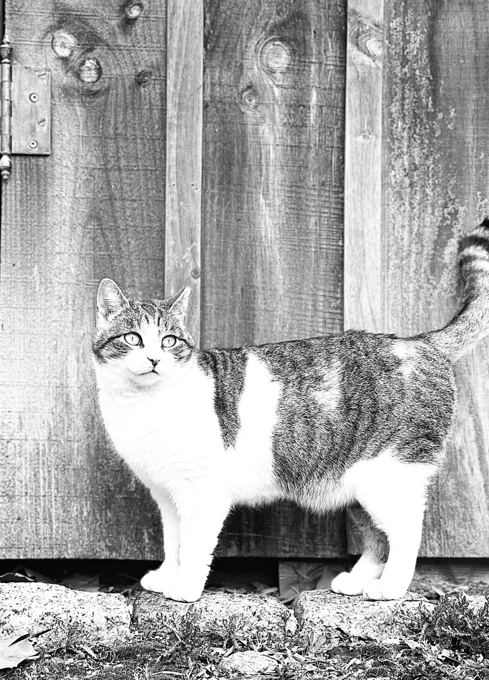 Barn Cat Facility | Adopt Effective Rodent Control Today — Stray Cat ...