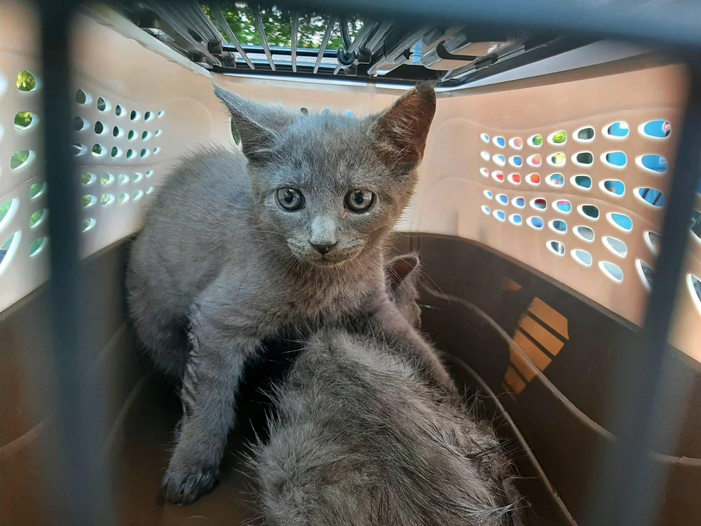 Trap Neuter Return (TNR) | Support Feral Cats Today — Stray Cat Blues Inc