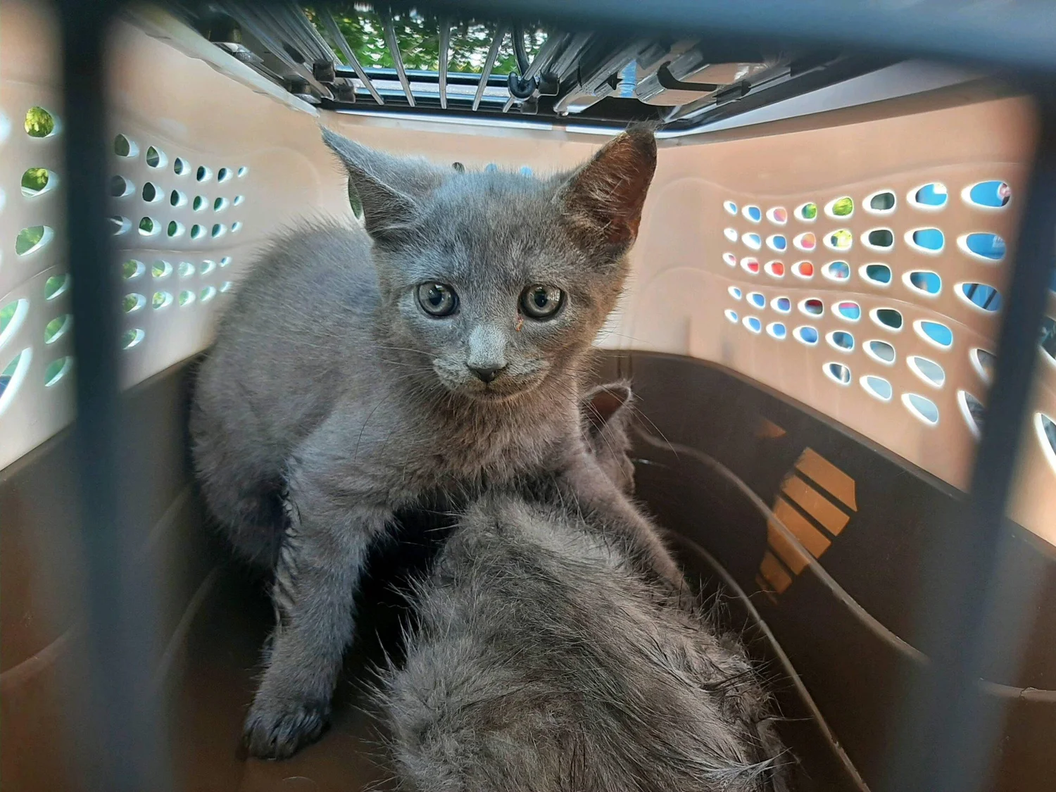 Trap Neuter Return (TNR) | Support Feral Cats Today — Stray Cat Blues Inc