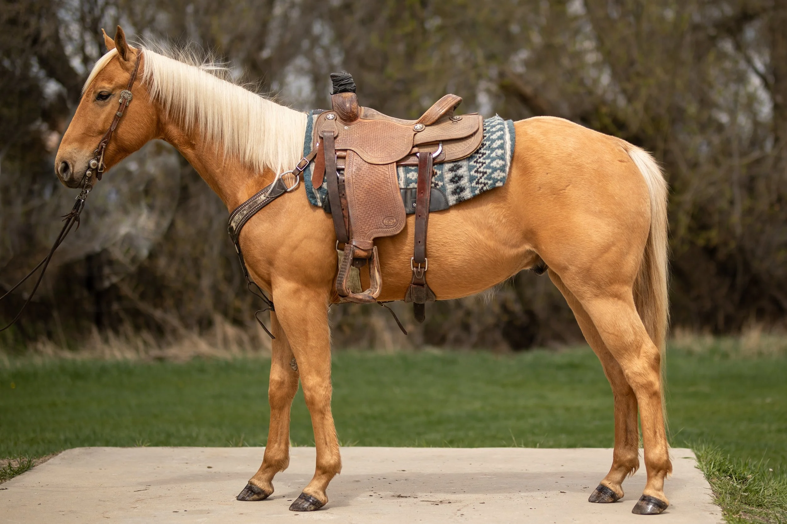 Horses for Sale — Meston Performance Horses