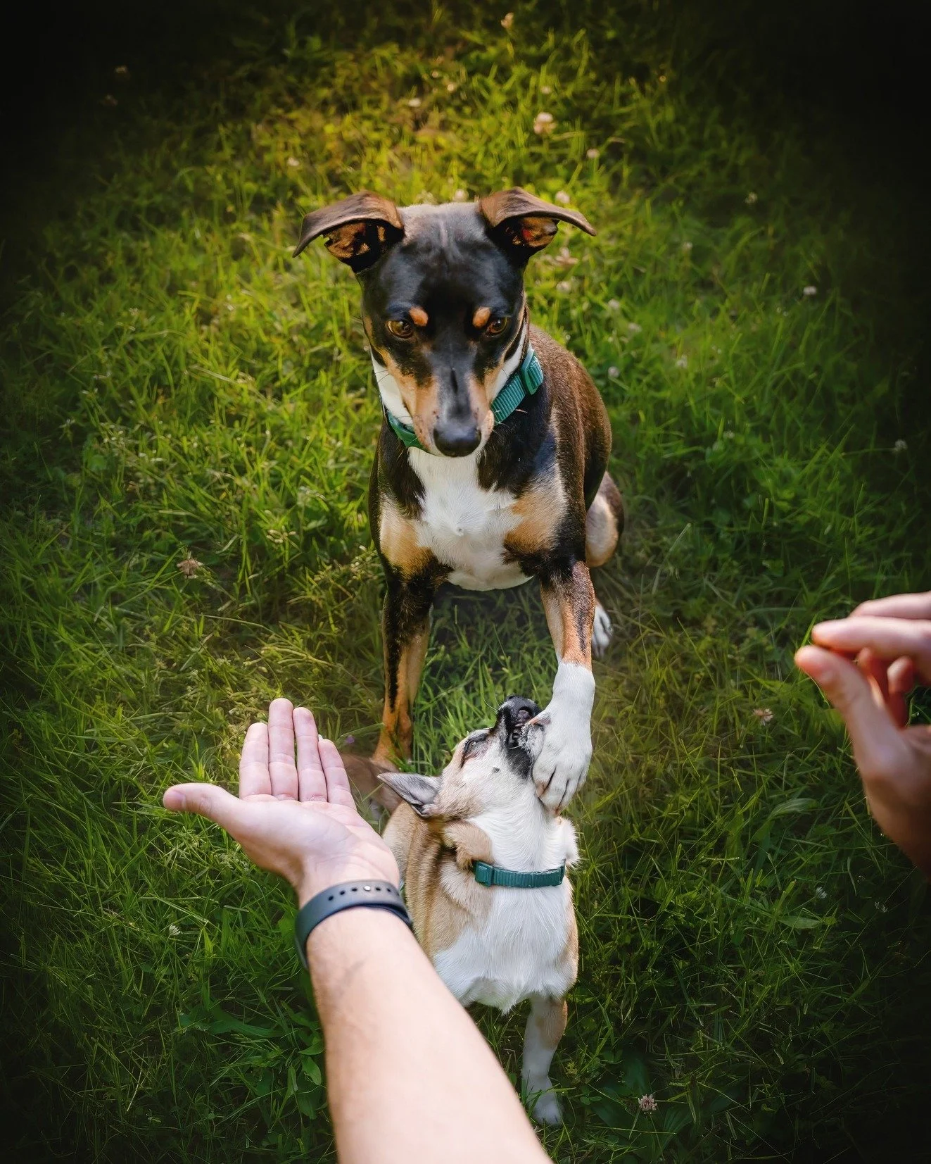 Fuzzy Butt Pet Photos