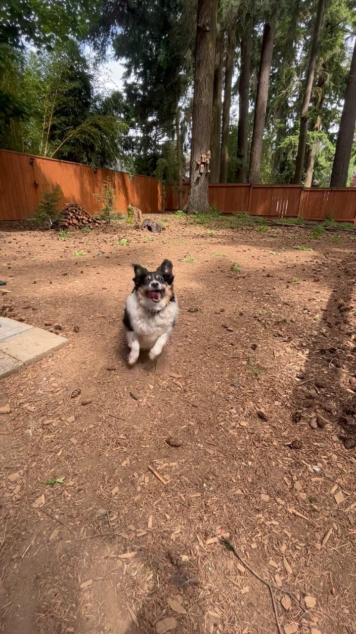 Fuzzy Butt Pet Photos