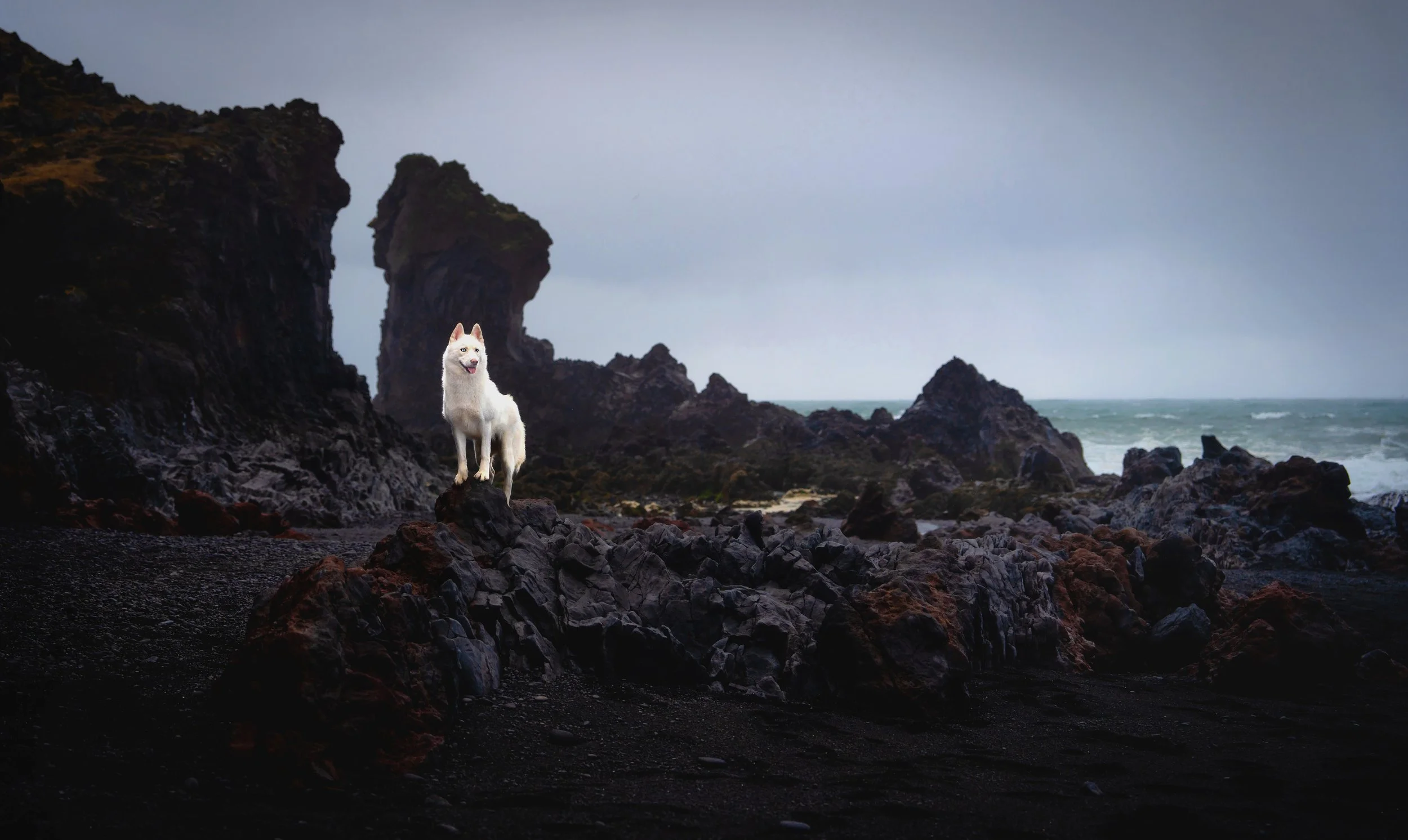 Fuzzy Butt Pet Photos