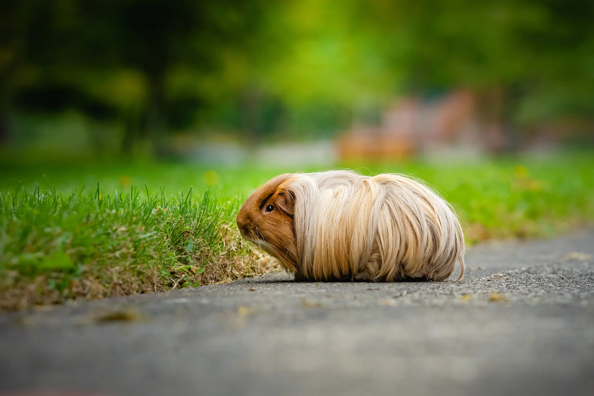 Fuzzy Butt Pet Photos