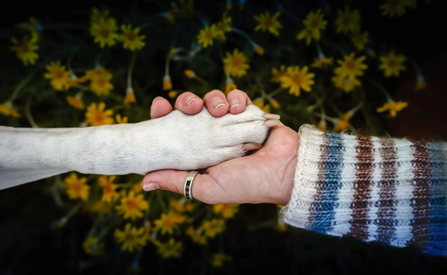 Fuzzy Butt Pet Photos