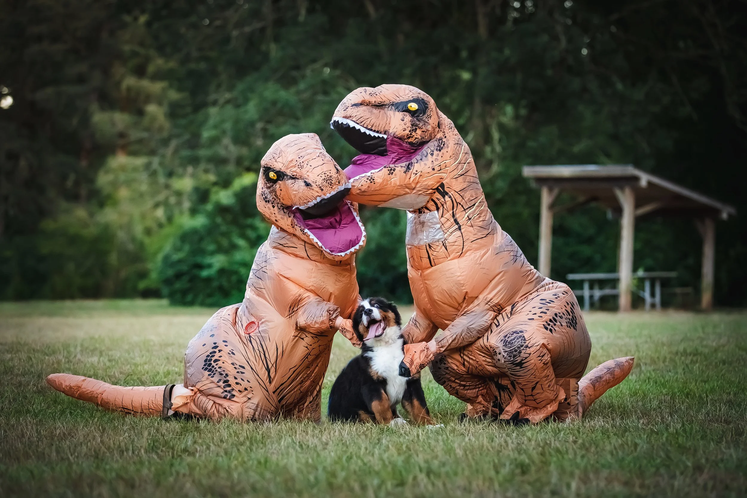 Fuzzy Butt Pet Photos