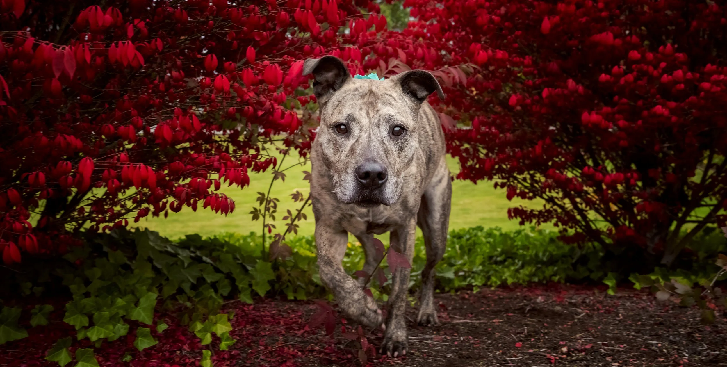 Fuzzy Butt Pet Photos
