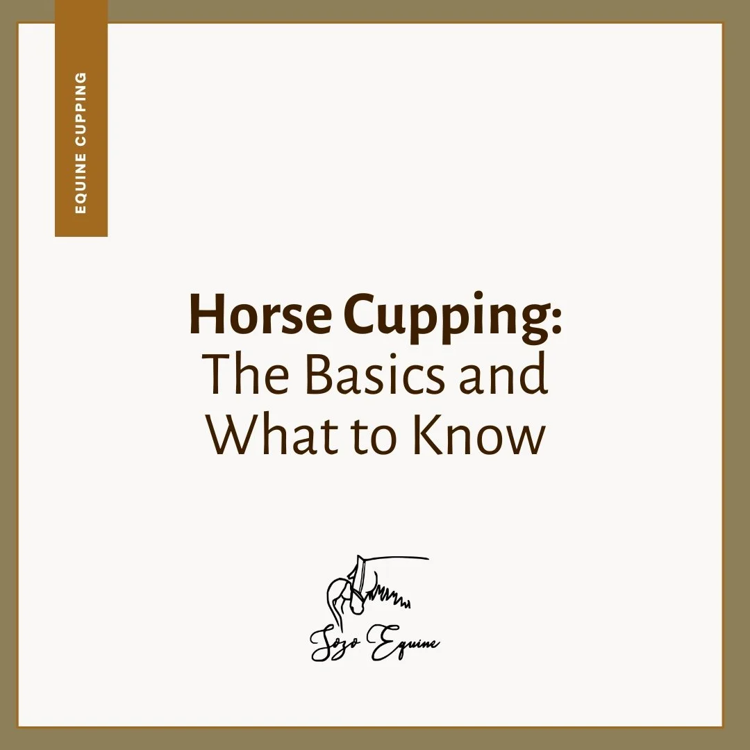 Horse Cupping: The Basics and What to Know