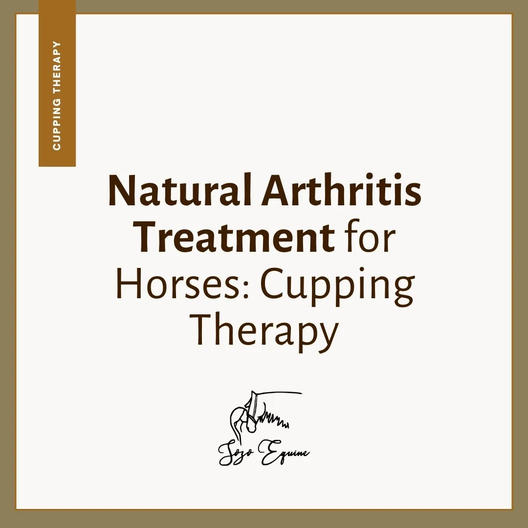Natural Arthritis Treatment for Horses: Cupping Therapy