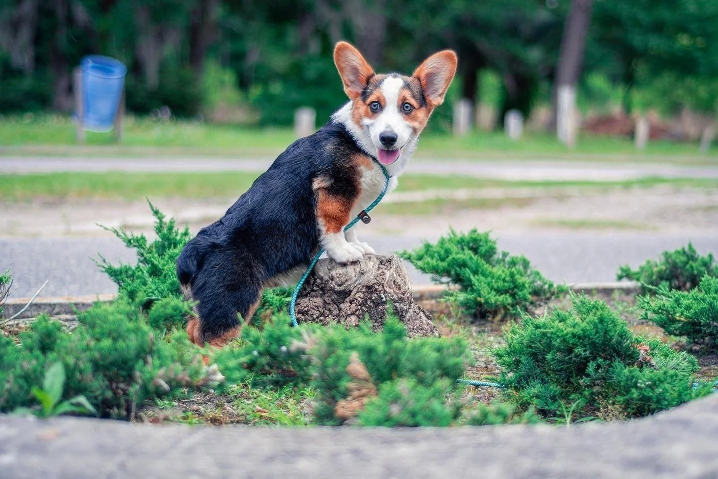 Forms — BETTER OBEDIENCE K9 TRAINING