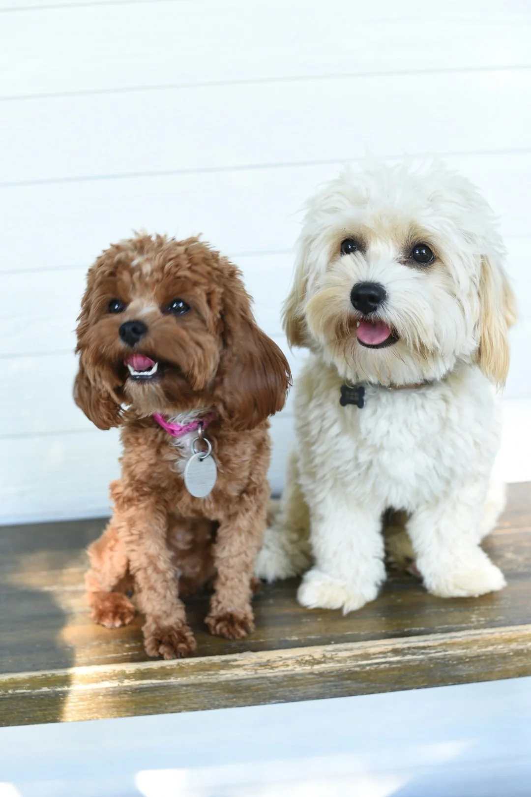 Why CavaPooChons? All their Benefits! — Cavapoochon Central - East ...