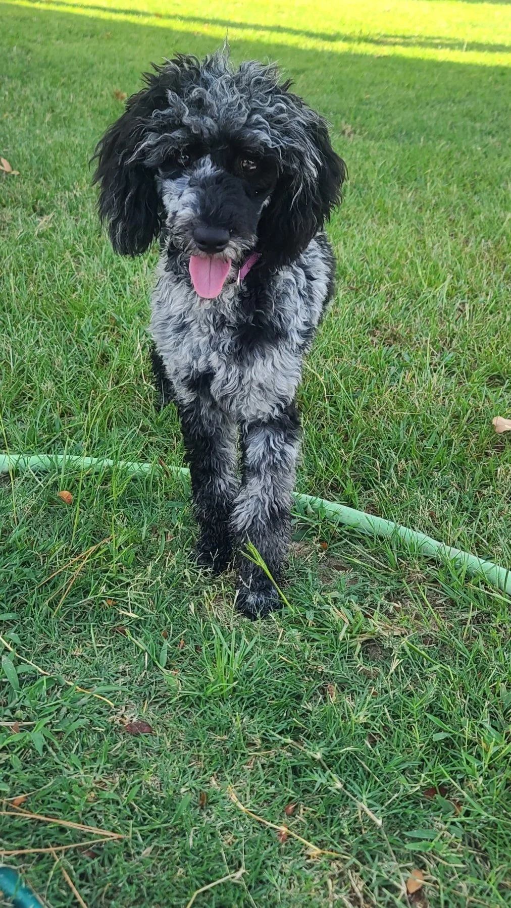 Upcoming CavaPooChon, CavaPoo, Poodle, and Cavalier King Charles ...