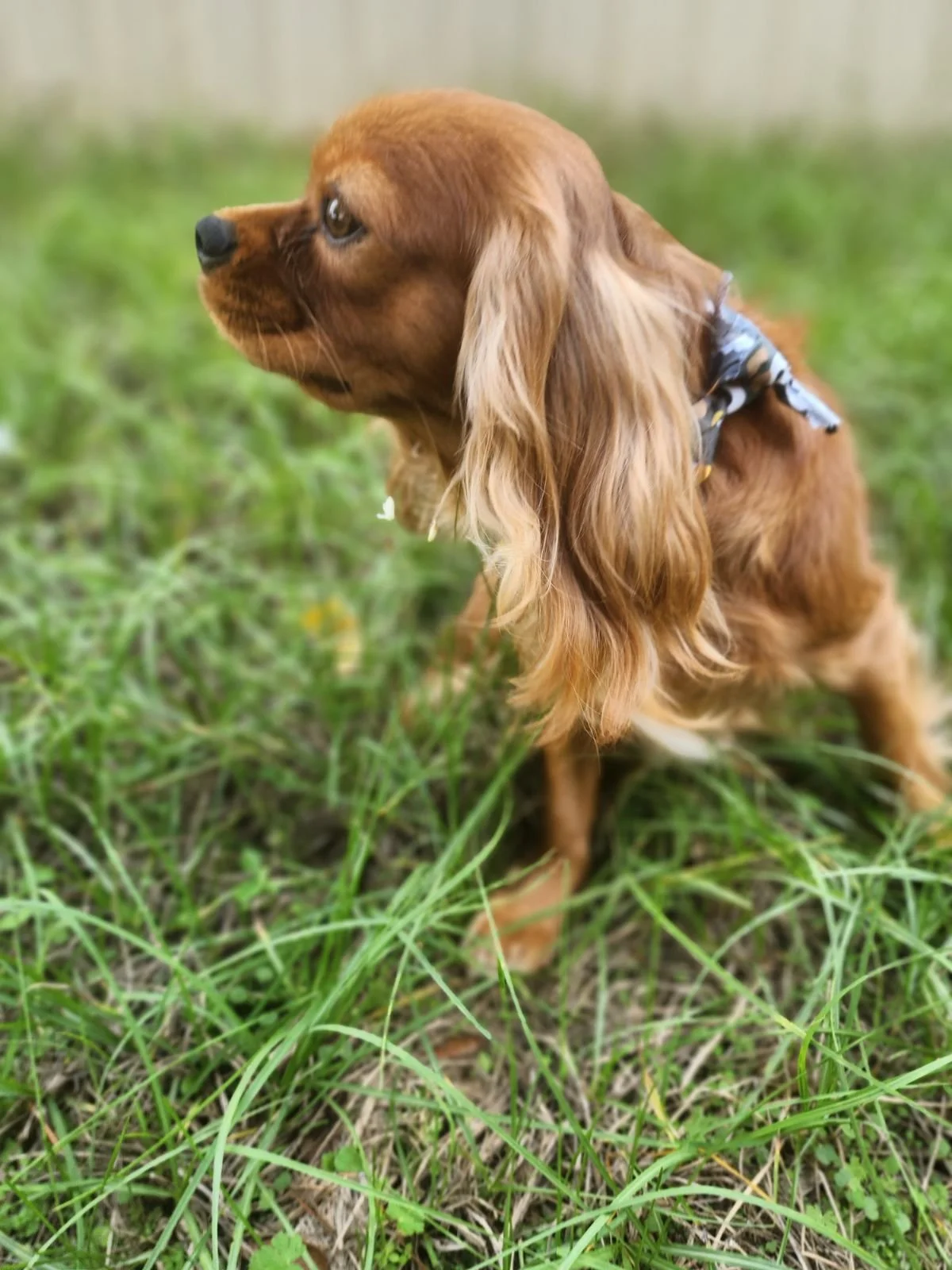 Upcoming CavaPooChon, CavaPoo, Poodle, and Cavalier King Charles ...