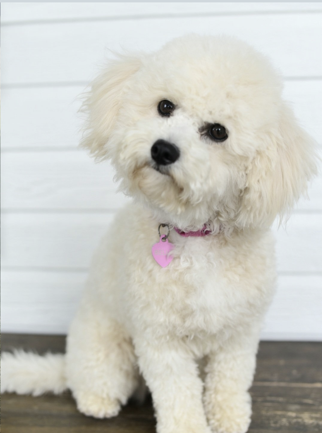 Upcoming CavaPooChon, CavaPoo, Poodle, and Cavalier King Charles ...