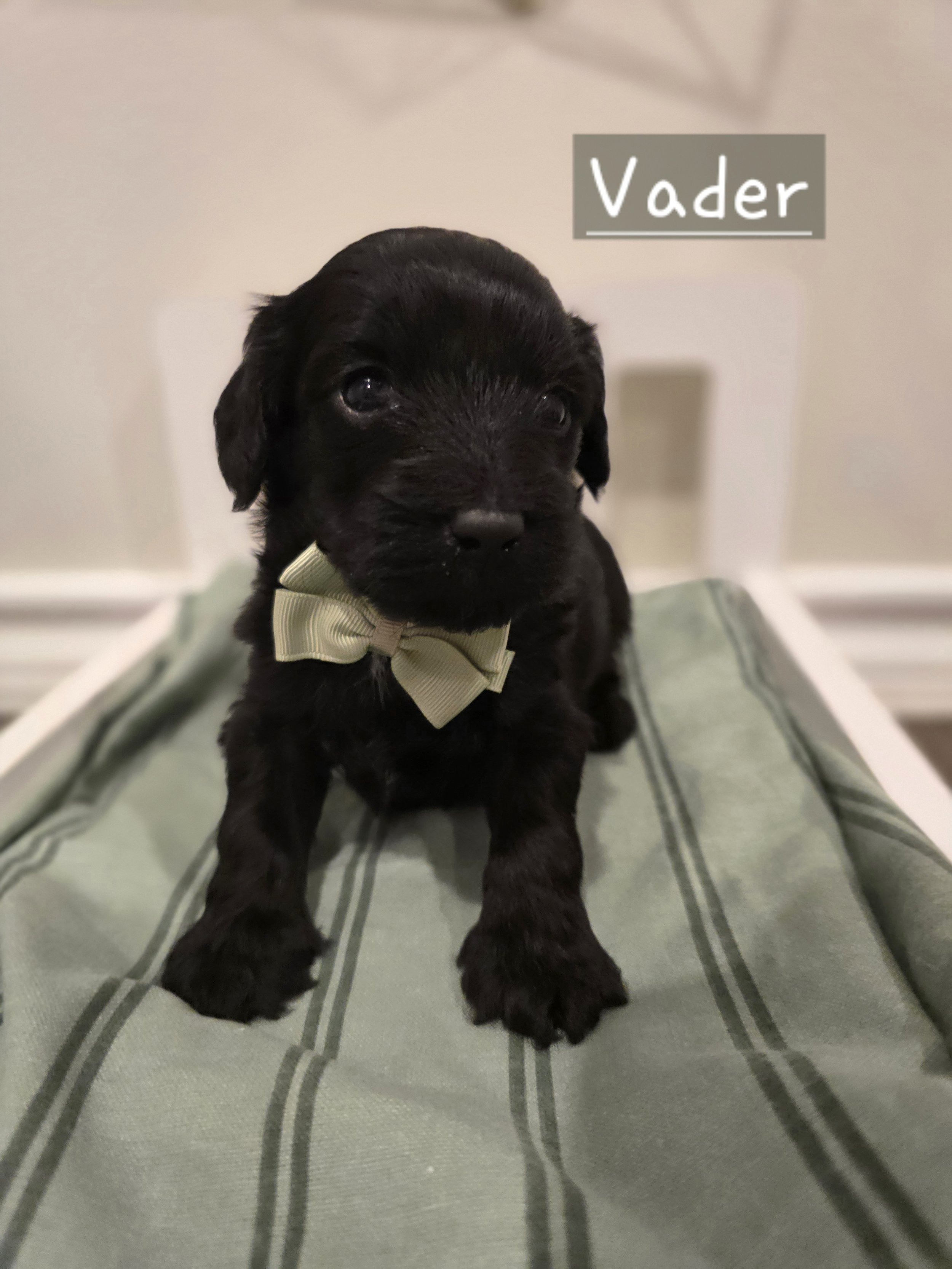 Upcoming CavaPooChon, CavaPoo, Poodle, and Cavalier King Charles ...