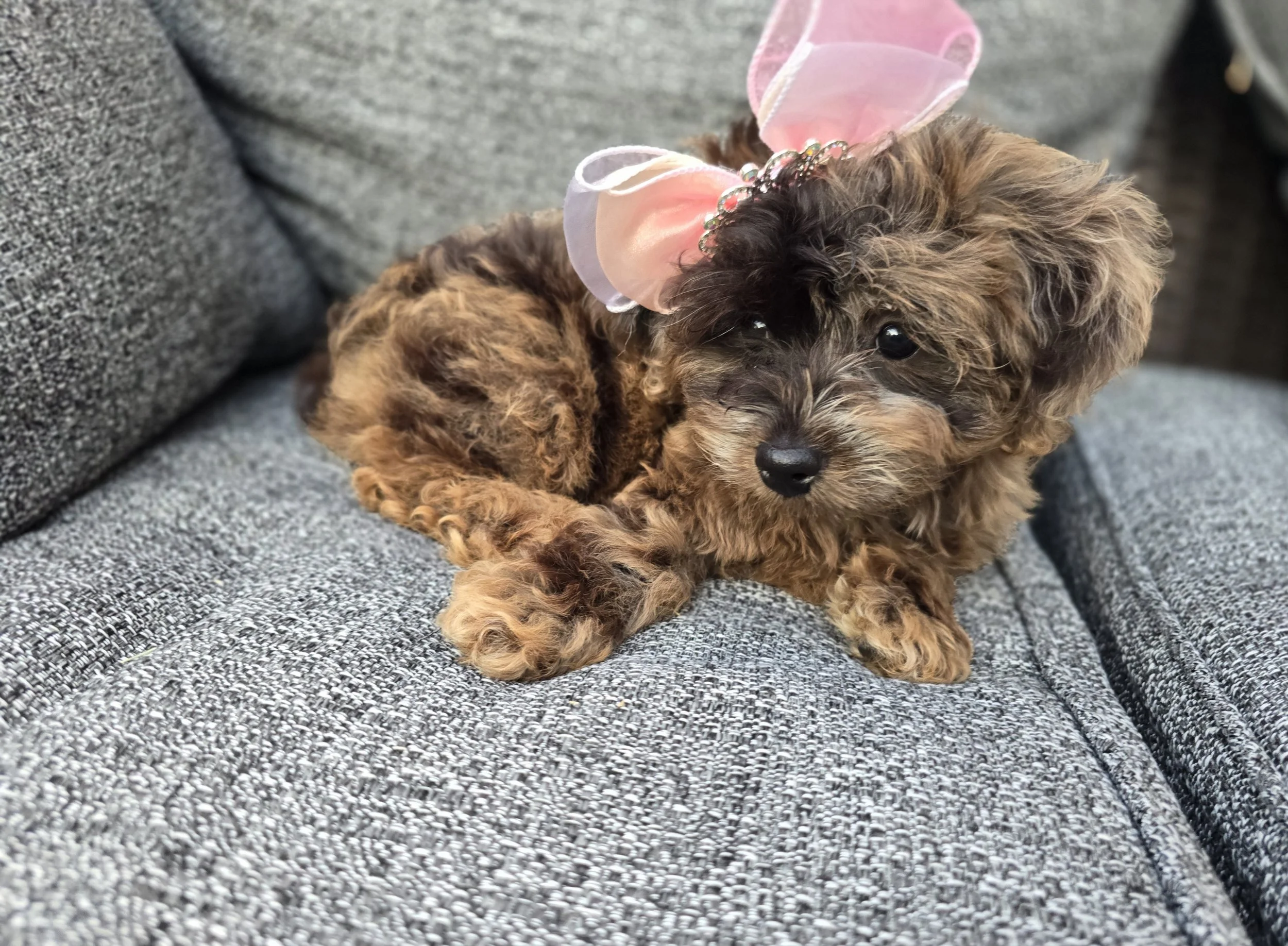 Upcoming CavaPooChon, CavaPoo, Poodle, and Cavalier King Charles ...