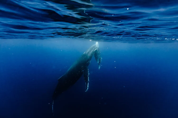 pathway for the whales documentary — RHYS LOGAN