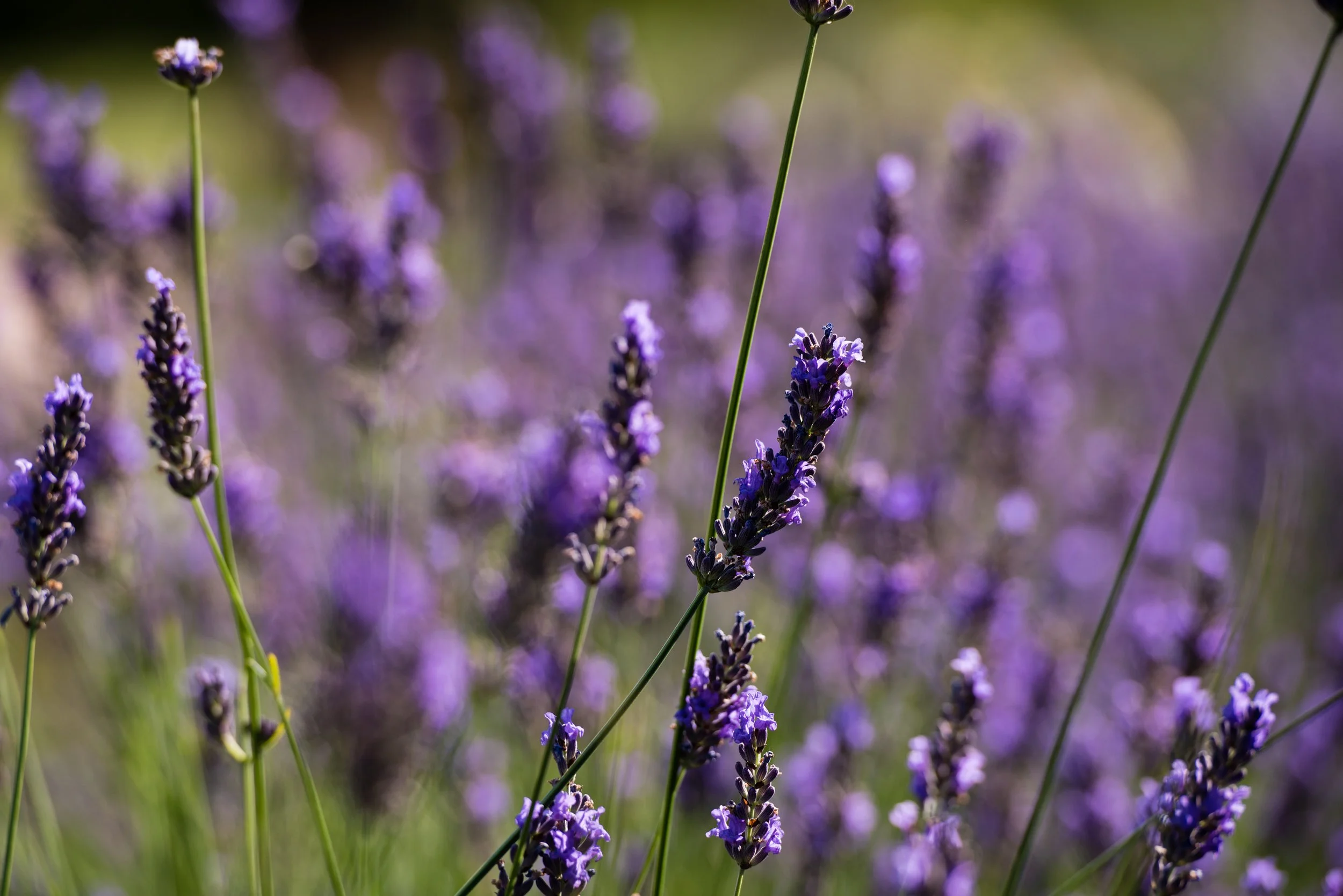Our Story — Lillas Lavender