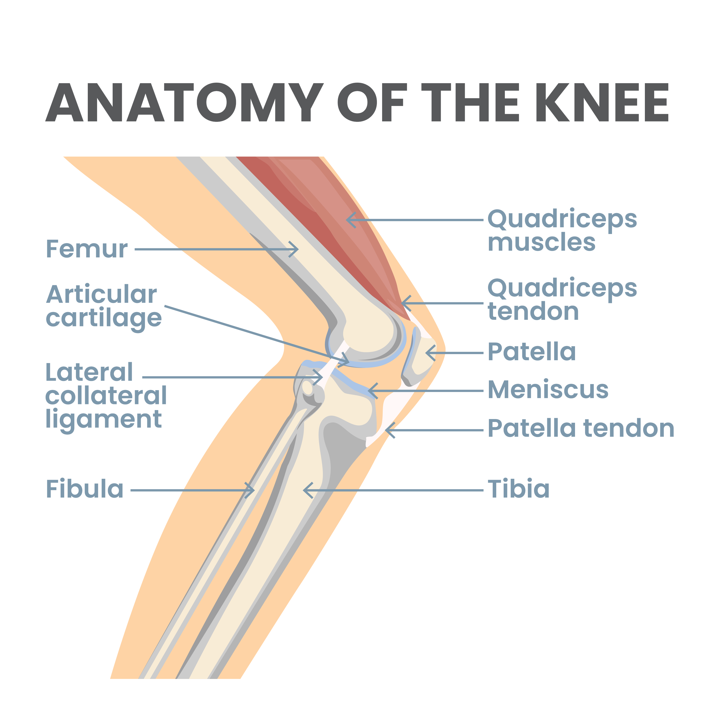 Hobart Knee Centre. Bulk Billing. Affordable Knee Surgery Tasmania