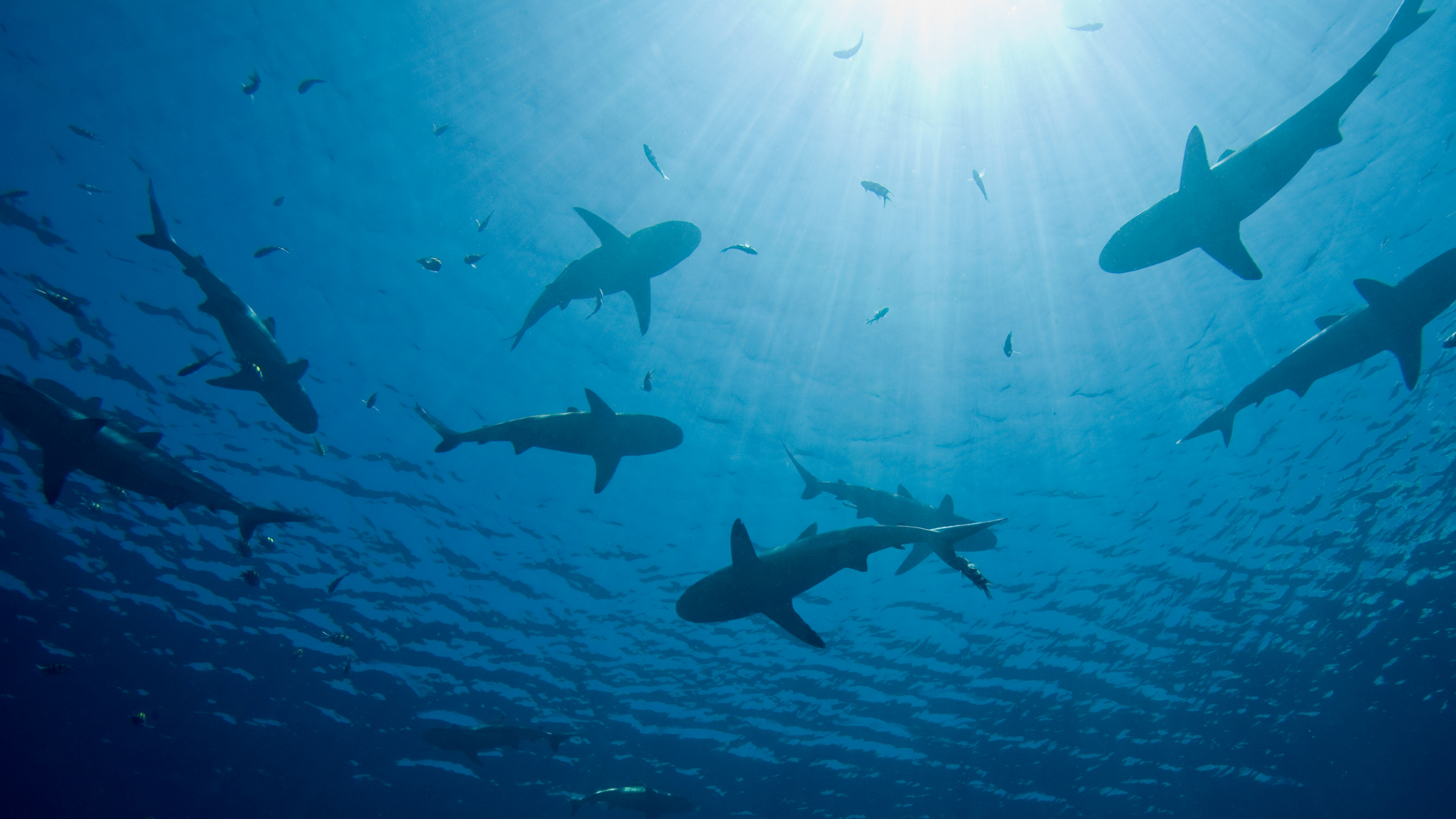 Alena Scigliano - Narcissistic Abuse Expert - Swimming with Sharks ...
