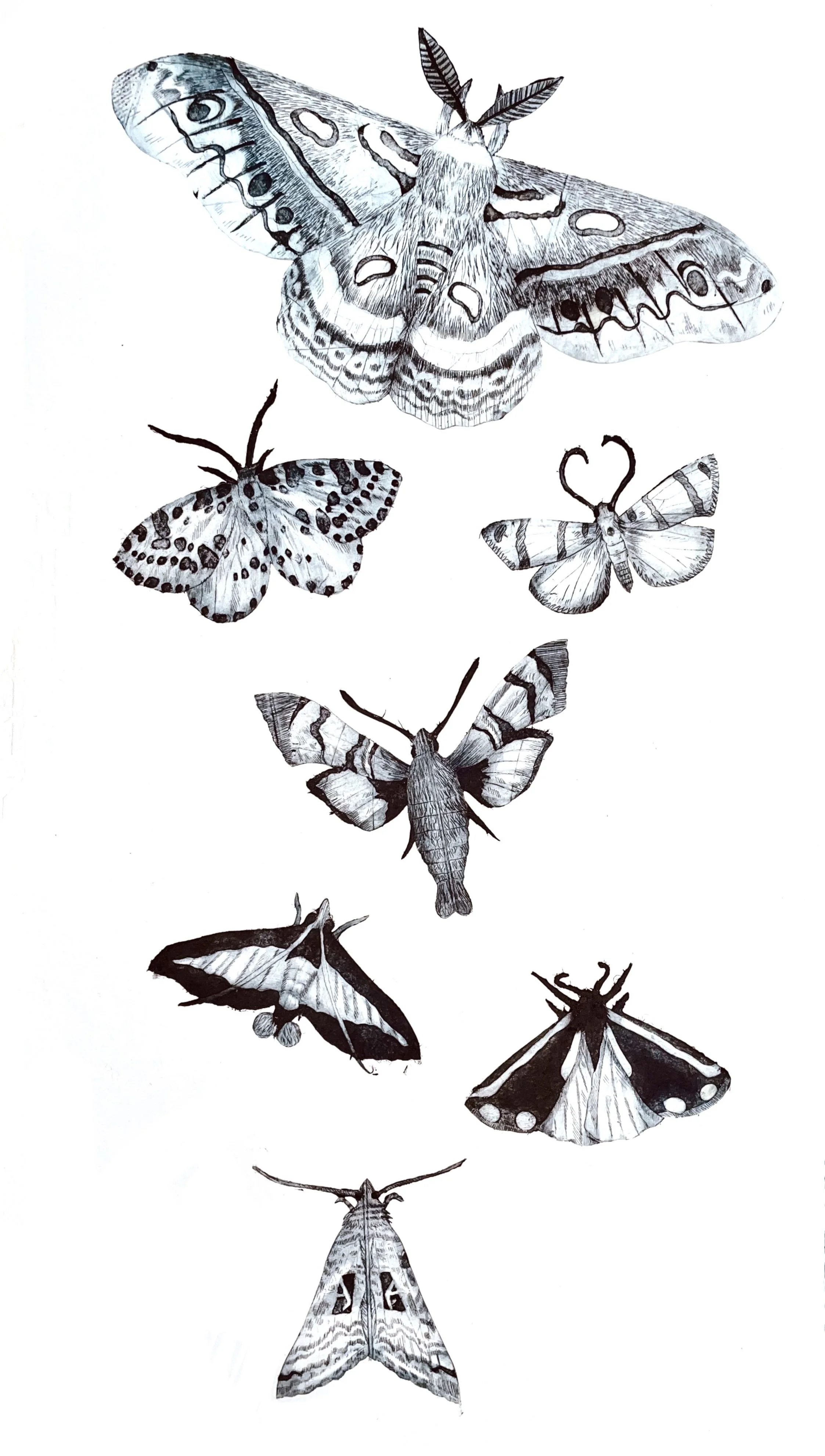 Tetrapak Printmaking - Lovely Lepidoptera — Caroline Rudge