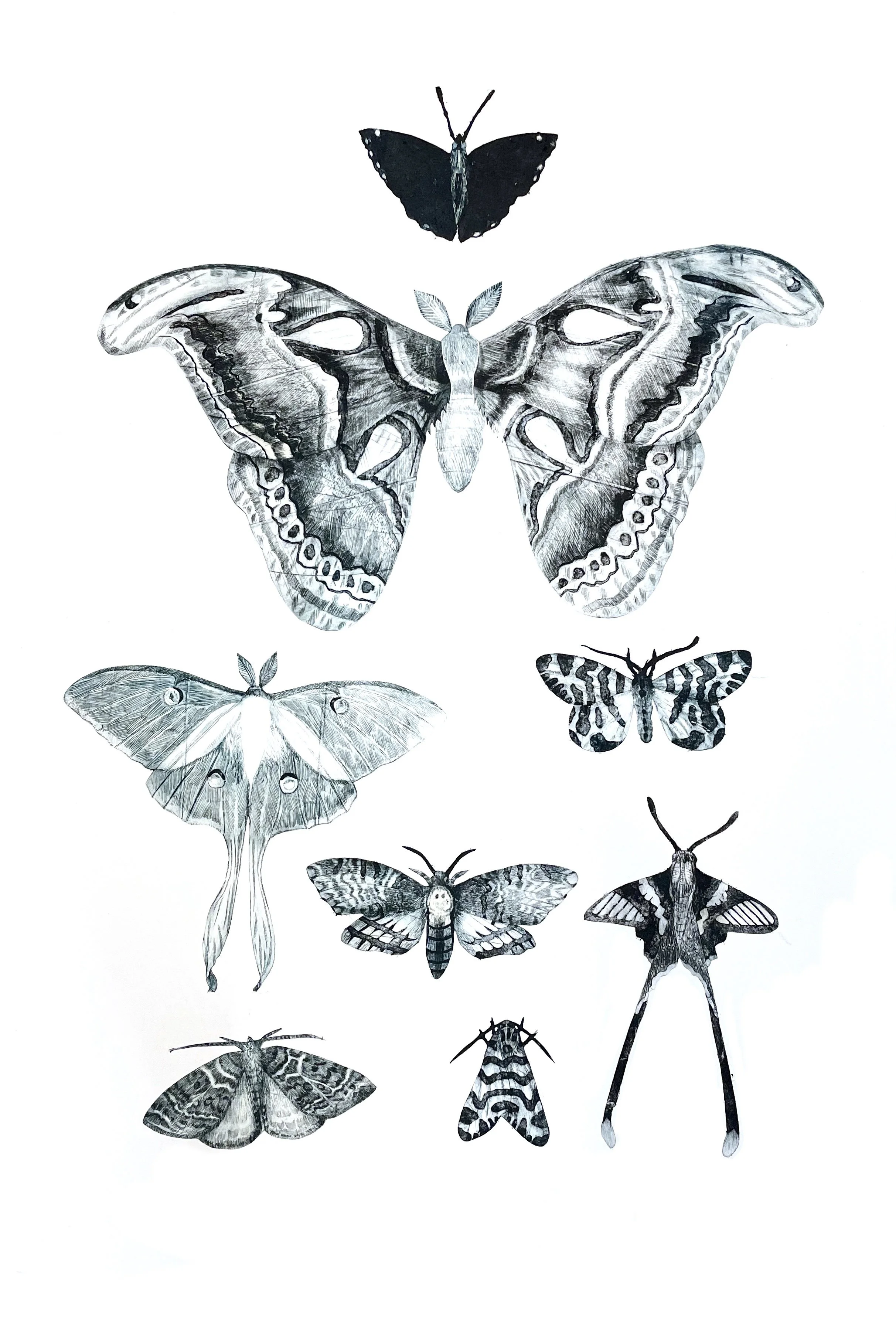 Tetrapak Printmaking - Lovely Lepidoptera — Caroline Rudge