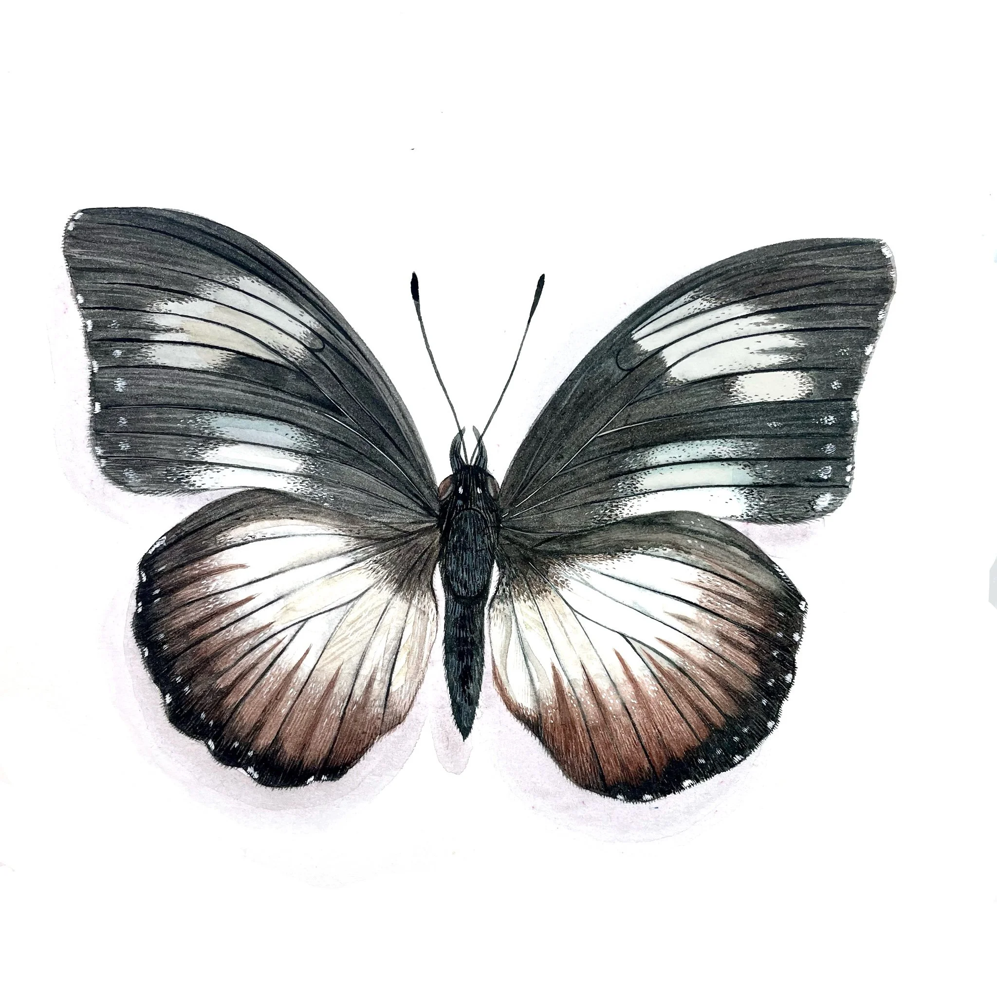 Illustration — Caroline Rudge