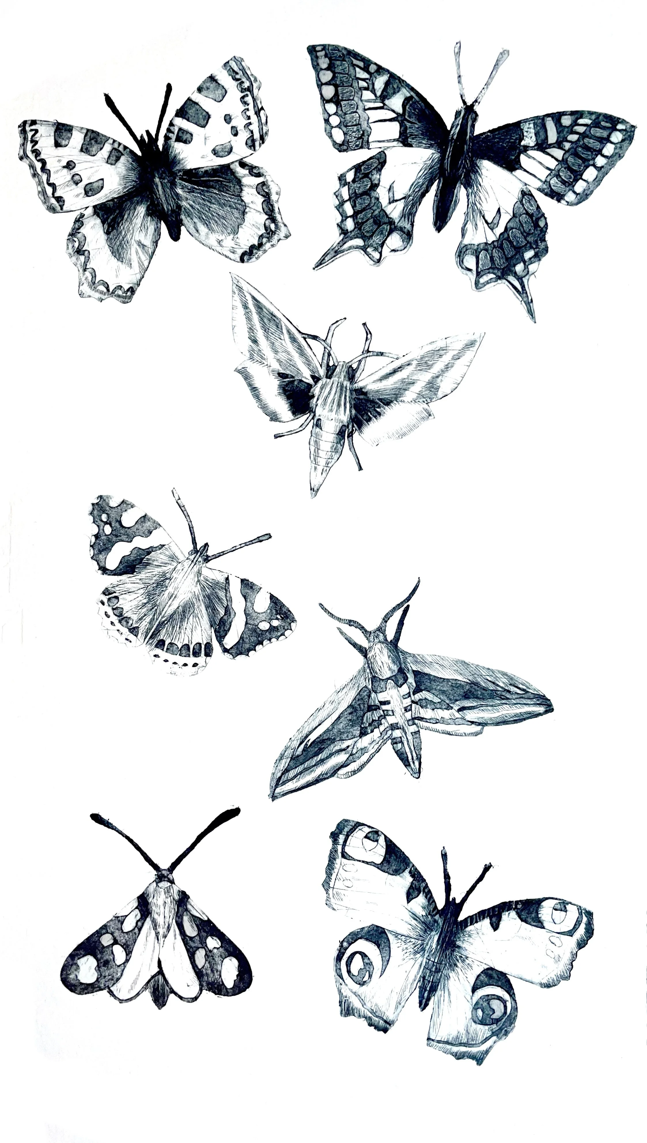 Tetrapak Printmaking - Lovely Lepidoptera — Caroline Rudge